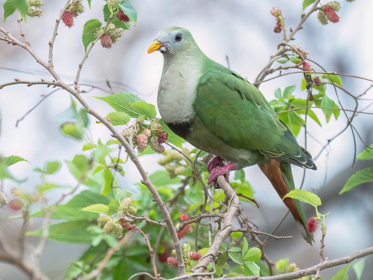 Black-chinned Fruit-Dove - Ptilinopus leclancheri - Birds of the World