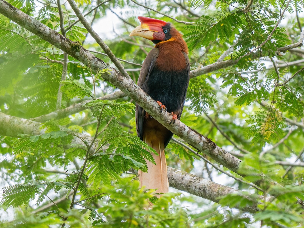 Rufous Hornbill - Buceros hydrocorax - Birds of the World