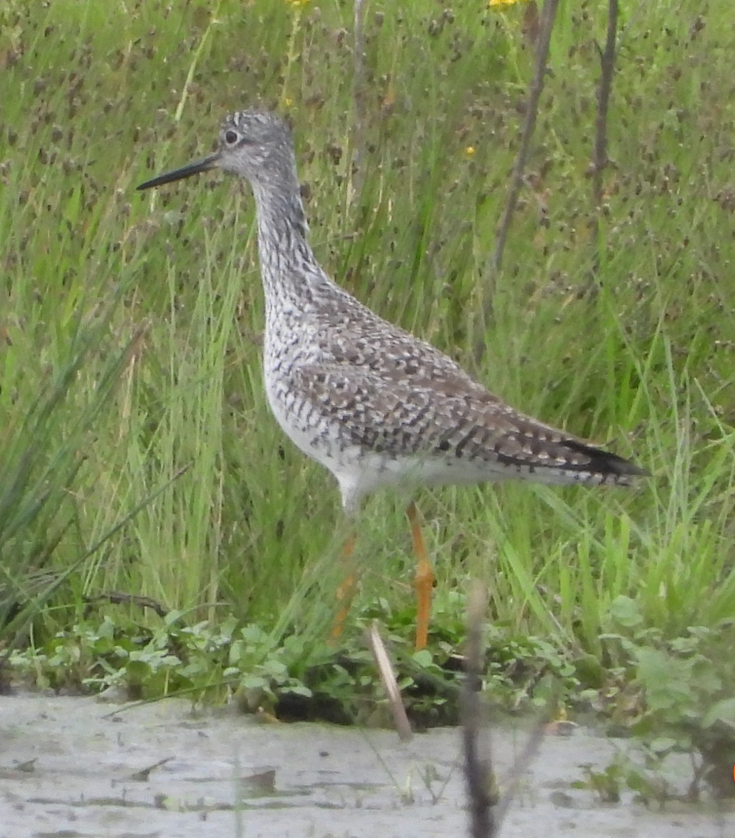 eBird Checklist - 2 Apr 2024 - Winscott Plover Road - 12 species