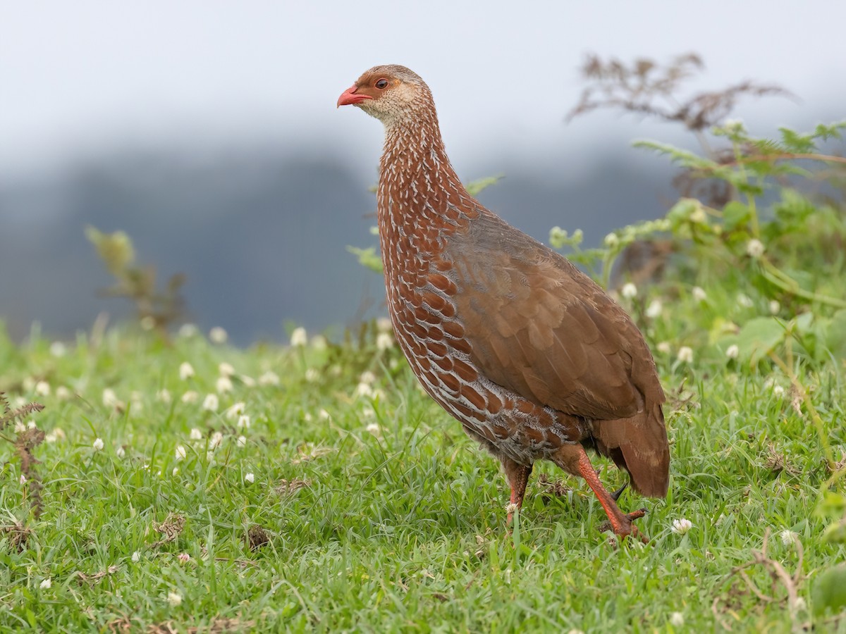 Jackson's Spurfowl - Pternistis jacksoni - Birds of the World
