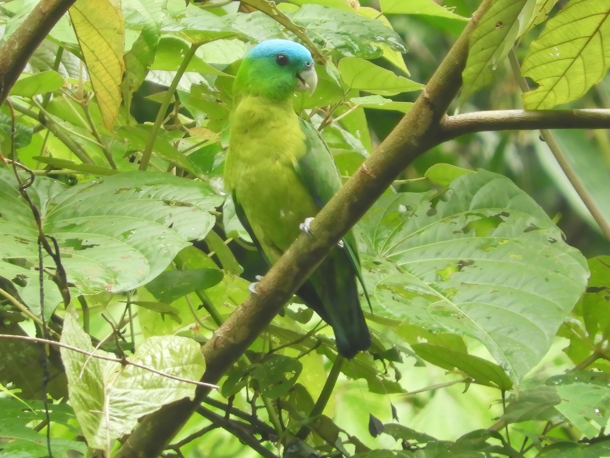Blue-crowned Racquet-tail - Prioniturus discurus - Birds of the World