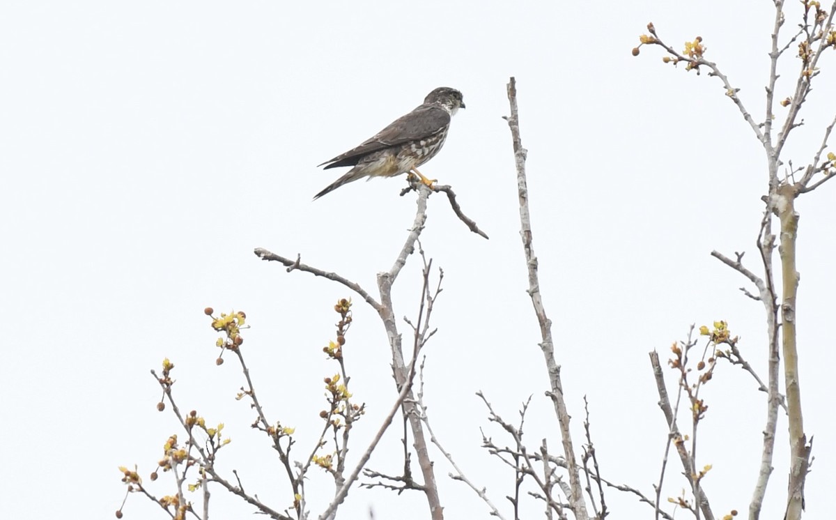 eBird Checklist - 3 Apr 2024 - Sweetbrier (Personal residence) - 19 species