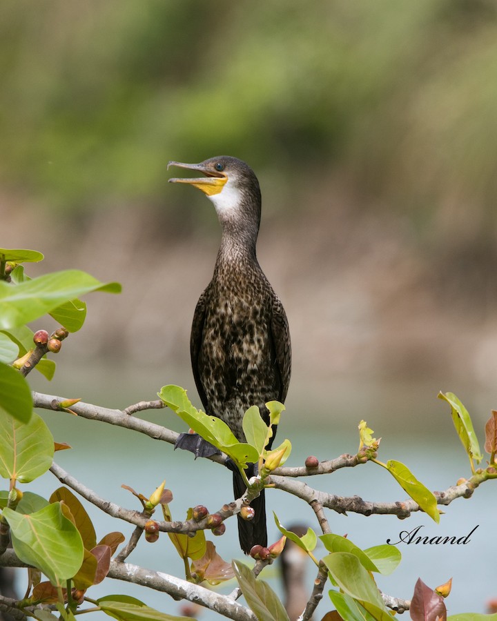 Little/Indian Cormorant - eBird