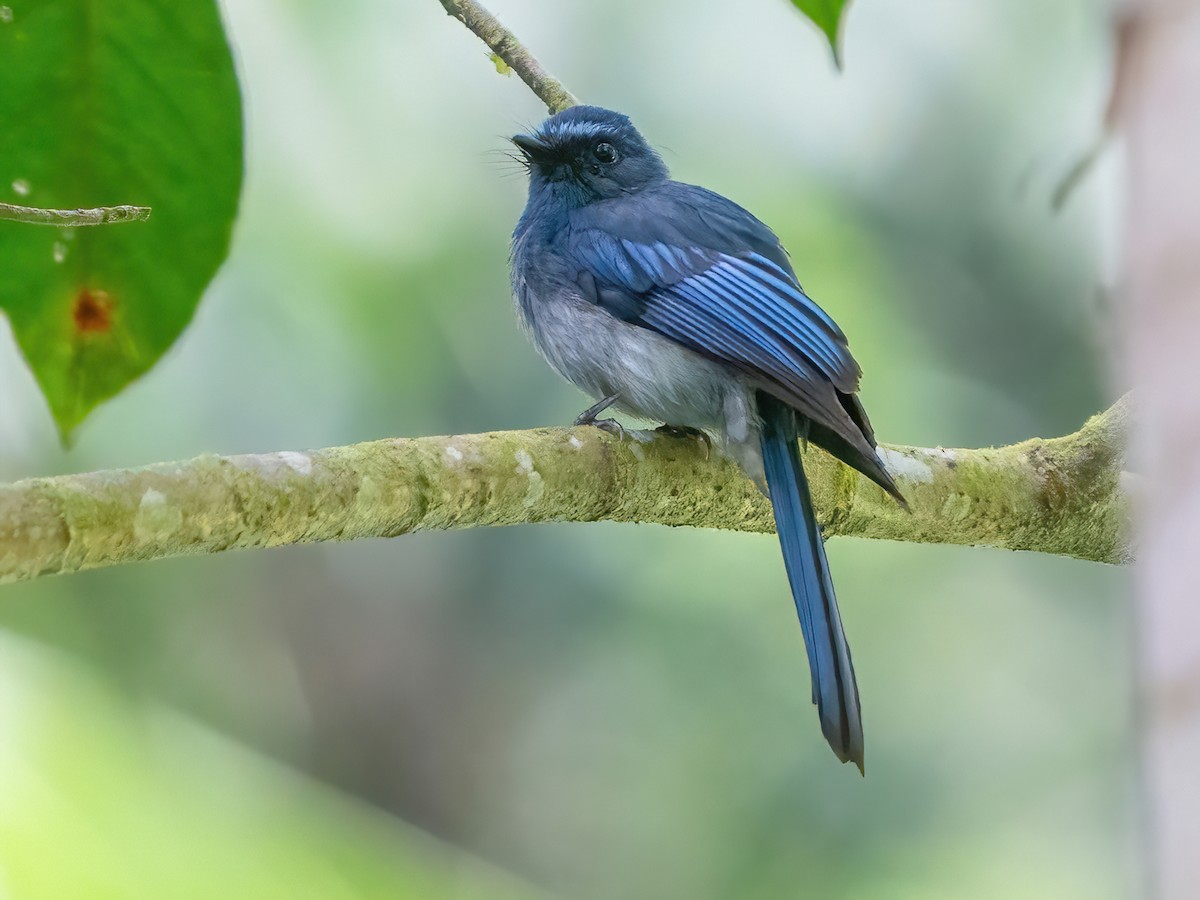 Mindanao Blue-Fantail - Rhipidura superciliaris - Birds of the World