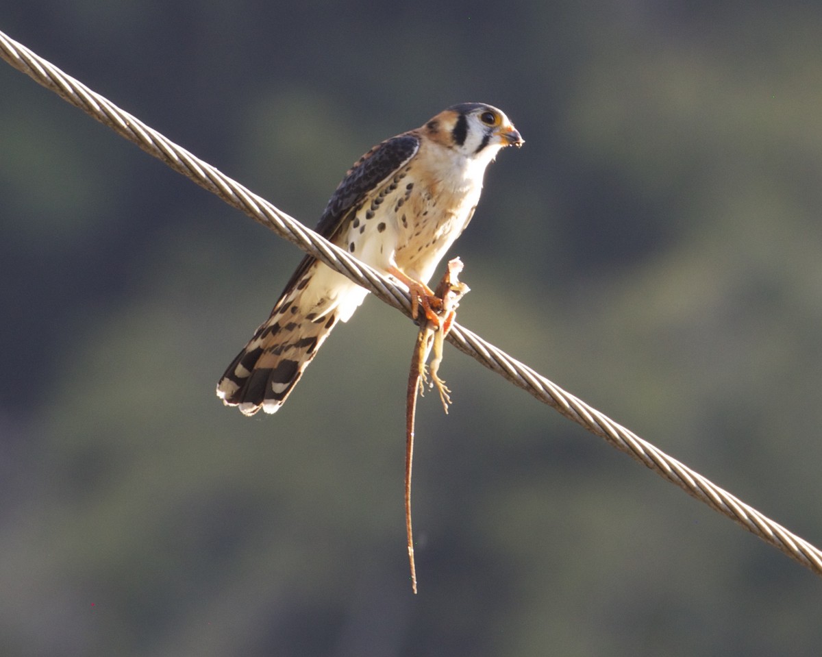 eBird Checklist - 31 Mar 2024 - Gros Piton, St Lucia - 8 species
