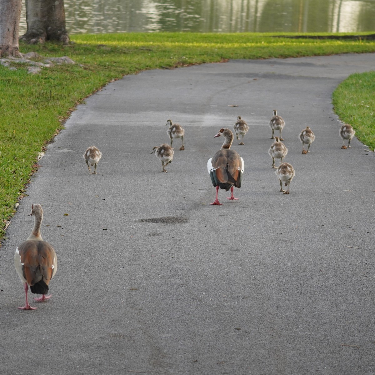 eBird Checklist - 3 Apr 2024 - Wild Lime Lake - 27 species