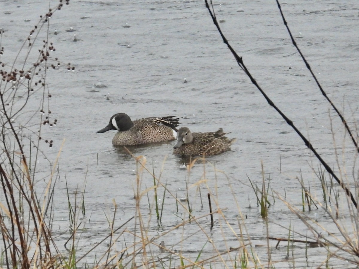 Pennsylvania Bird Atlas Checklist - 3 Apr 2024 - Meadow Grounds Lake - boat dock/ramp - Mountain ...