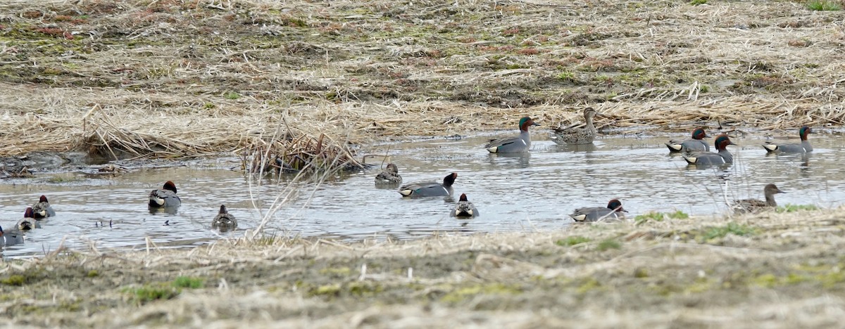 eBird Checklist - 3 Apr 2024 - Bedell Bridge SP, Haverhill - 25 species