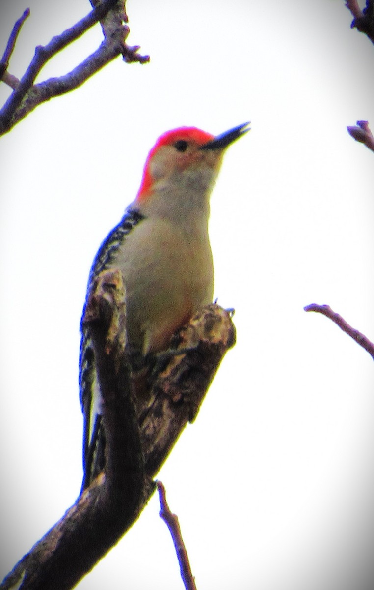 Pennsylvania Bird Atlas Checklist - 31 Mar 2024 - Ciaffoni Pullover ...