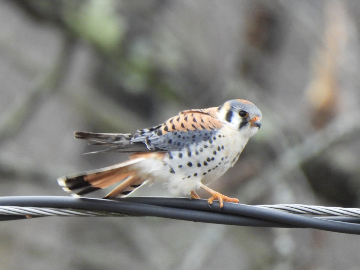 Pennsylvania Bird Atlas Checklist - 3 Apr 2024 - PA-SQ-VanCott's - 8 species