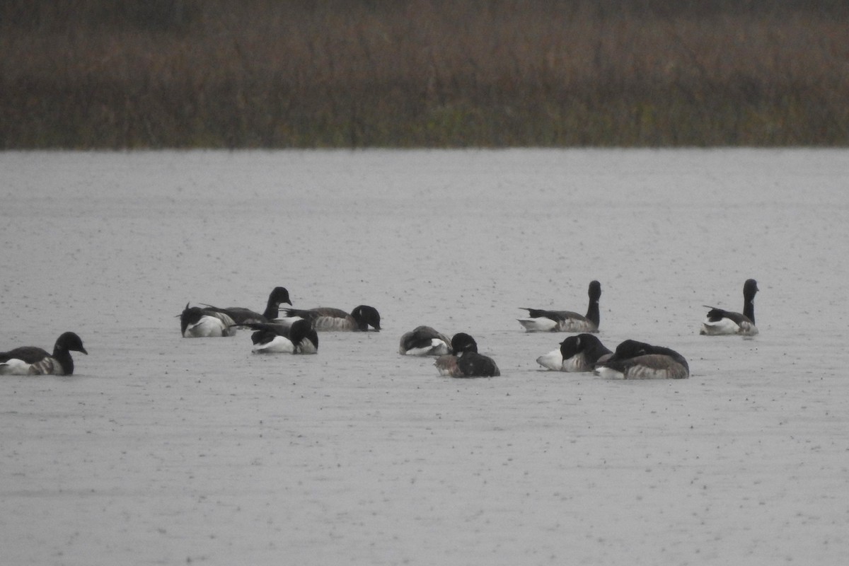 eBird Checklist - 3 Apr 2024 - Messick Point - 36 species
