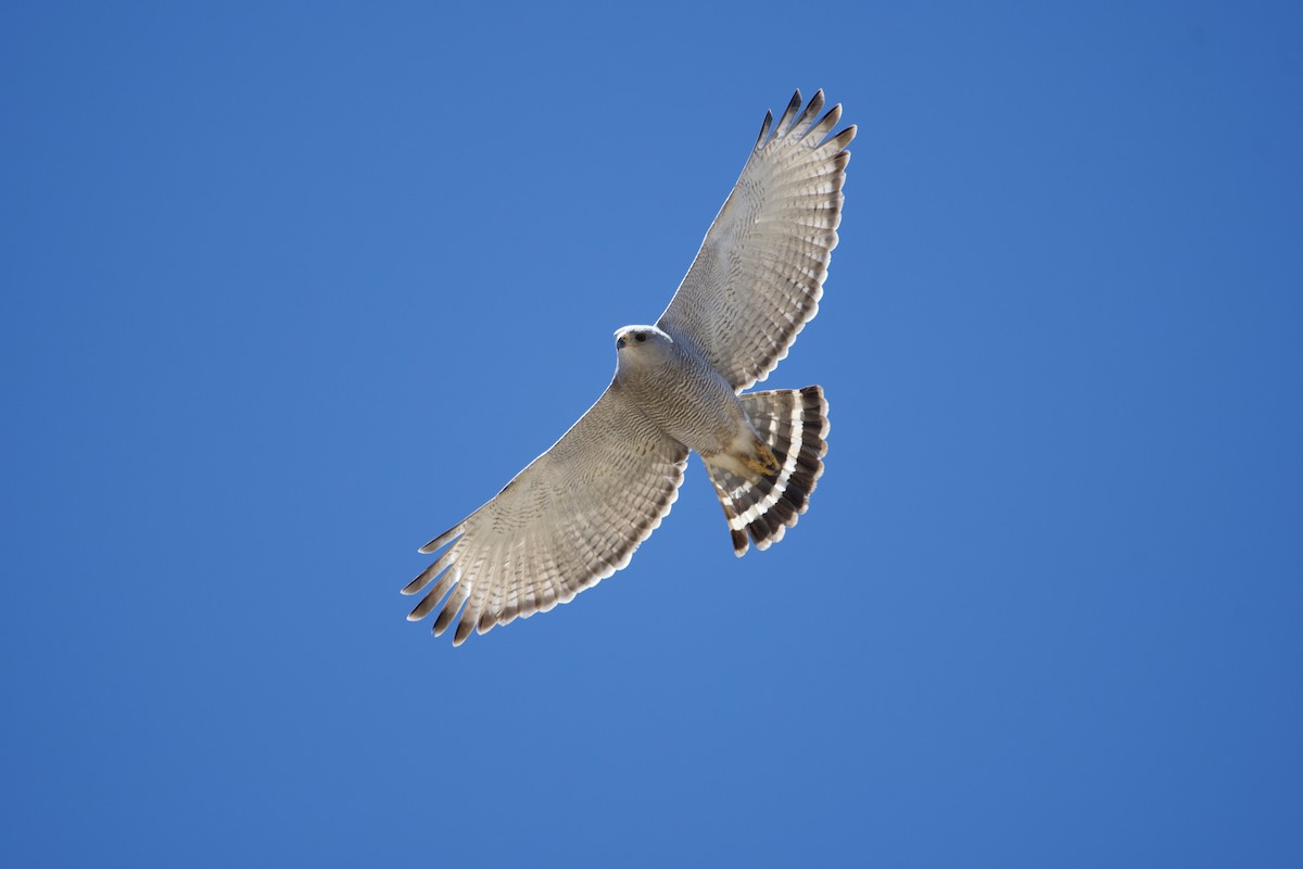 ML616874375 - Gray Hawk - Macaulay Library