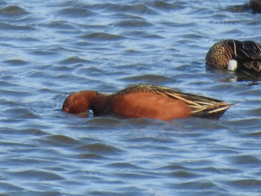 eBird Checklist - 3 Apr 2024 - Cutoff Lake/Causeway - 4 species
