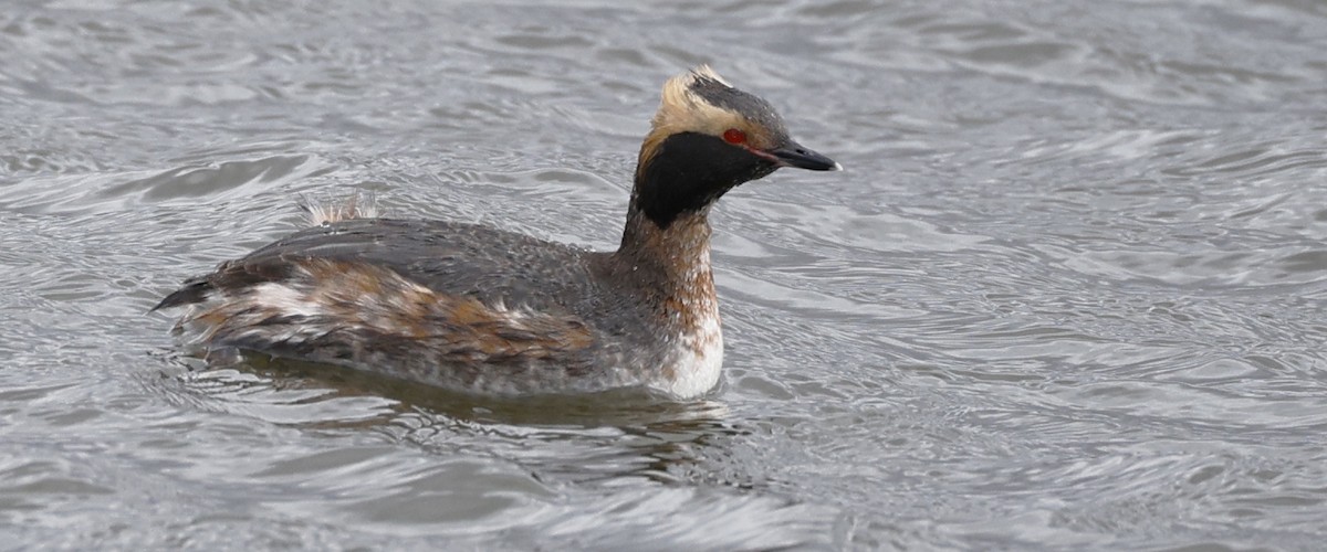 eBird Checklist - 3 Apr 2024 - George Wyth SP - 15 species (+1 other taxa)