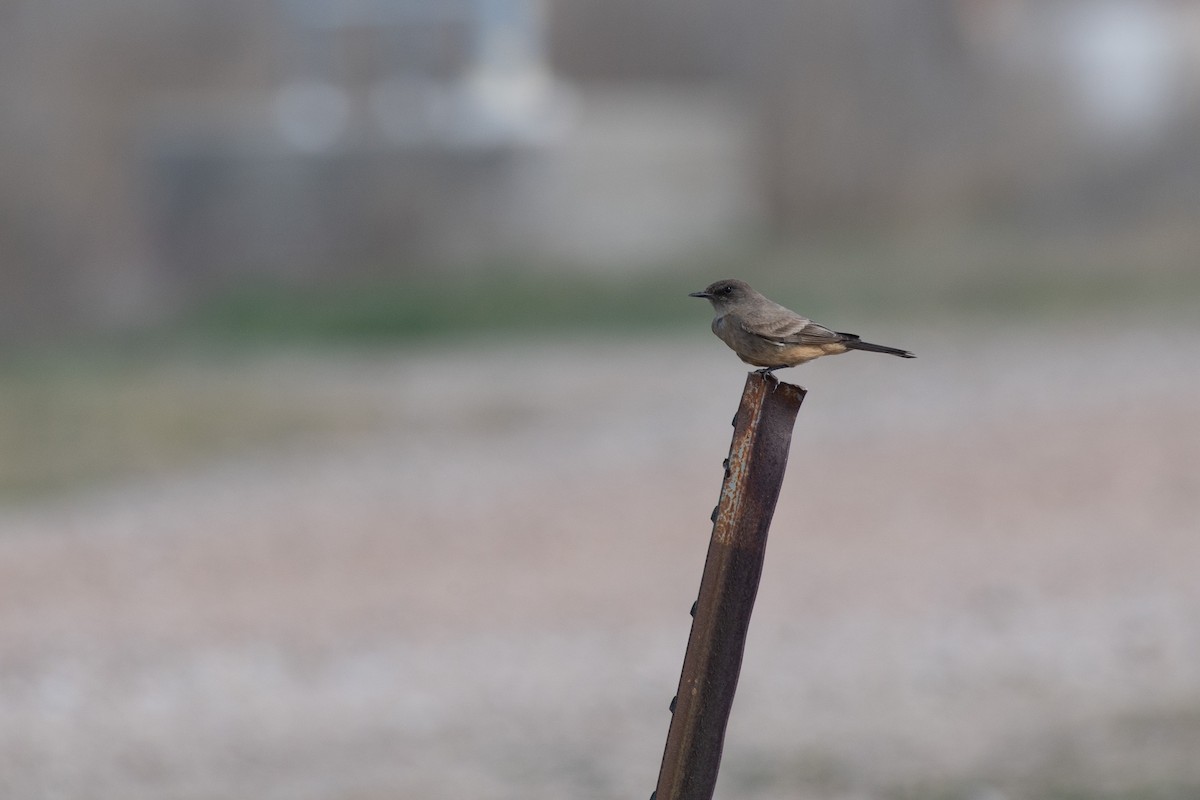 eBird Checklist - 2 Apr 2024 - Cheyenne Bottoms WA - 34 species