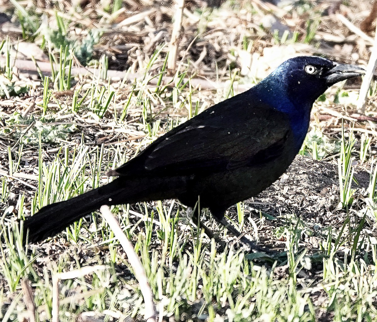 eBird Checklist - 3 Apr 2024 - Waneka Lake/Greenlee Preserve - 20 species