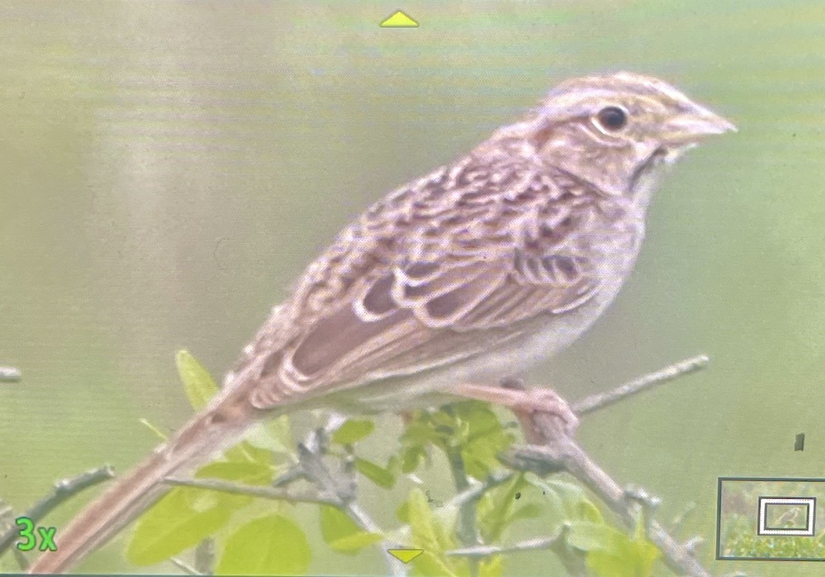 eBird Checklist - 2 Apr 2024 - Palo Alto Battlefield NHP (LTC 031) - 22 ...