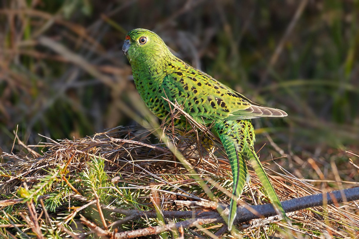 eBird Checklist - 1 Apr 2024 - Beecroft Weapons Range - 9 species