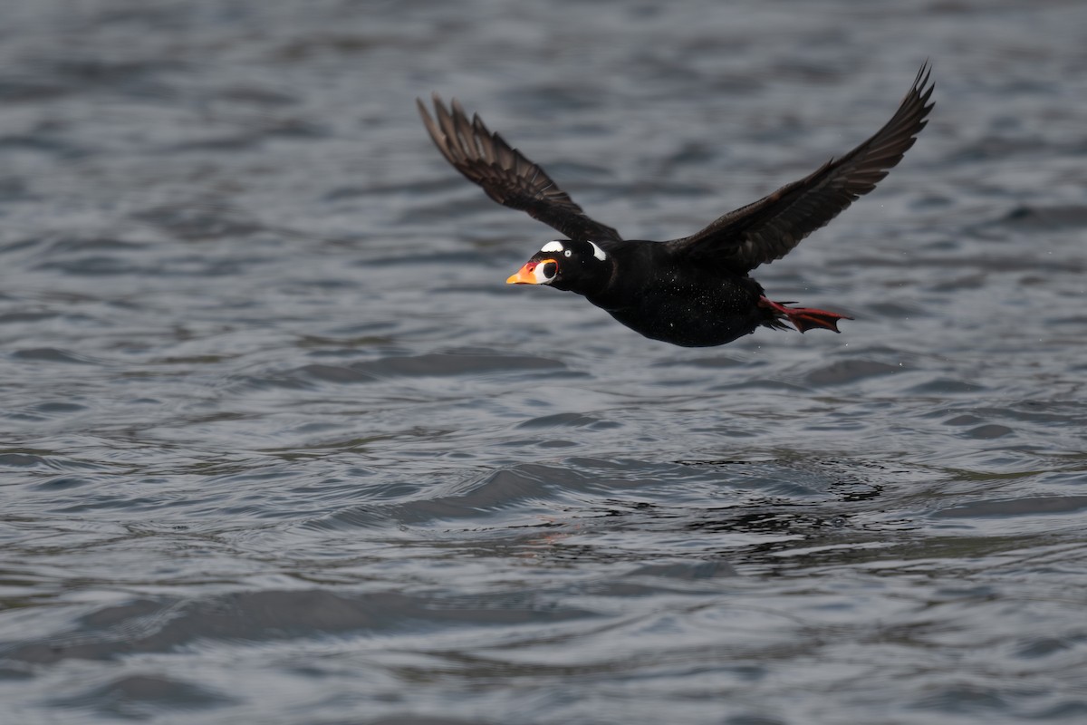 eBird Checklist - 3 Apr 2024 - Head of Nichols Passage - 18 species