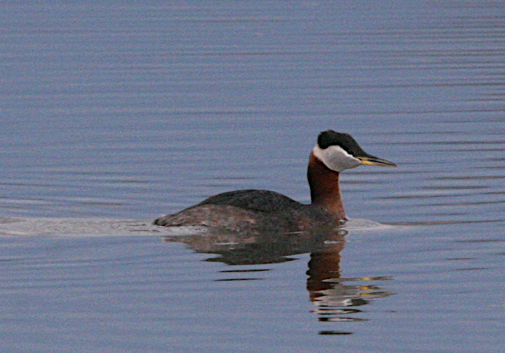 eBird Checklist - 3 Apr 2024 - London--Dingman Constructed Wetland - 18 ...