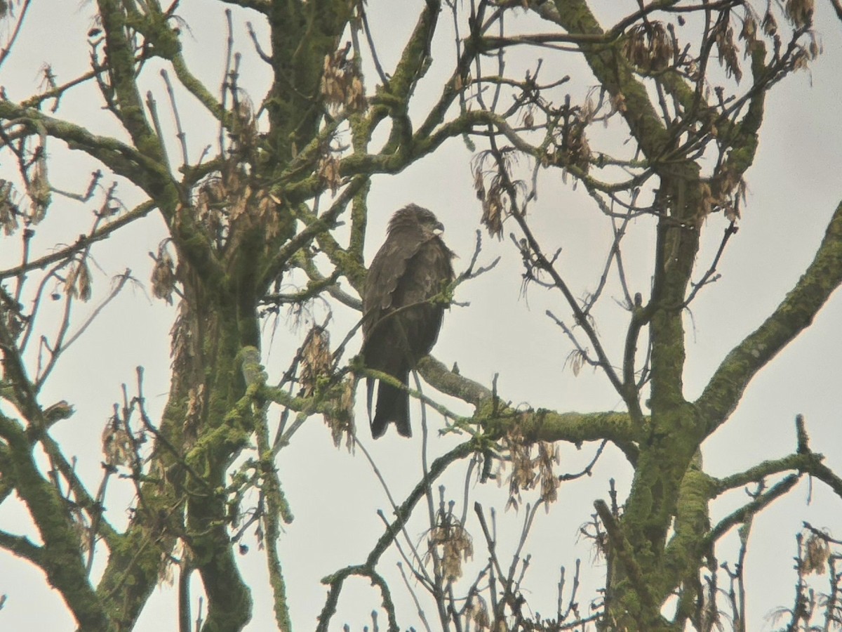 eBird Checklist - 4 Apr 2024 - Holme Lane, River Trent - 7 species