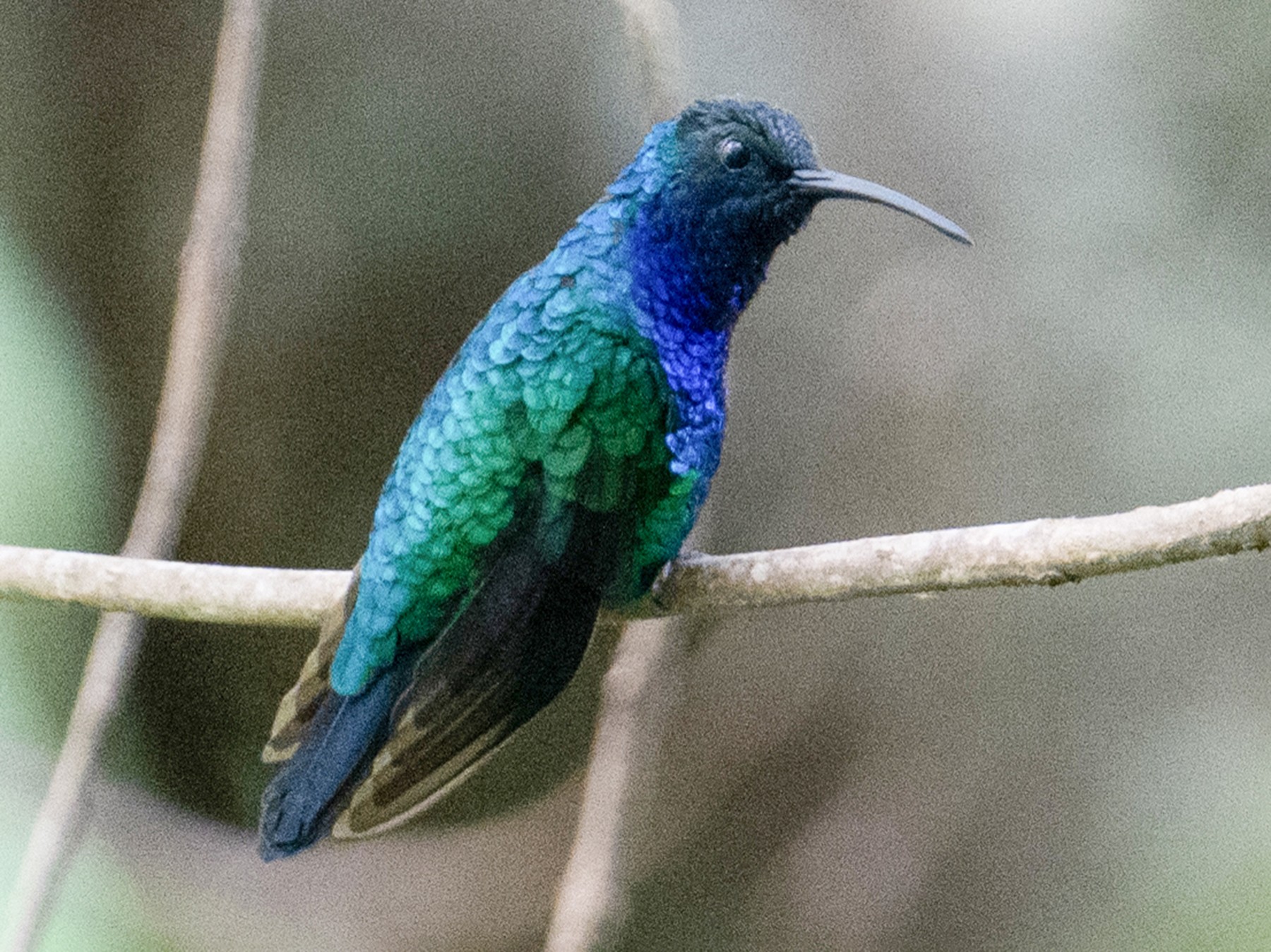 Santa Marta Sabrewing - eBird