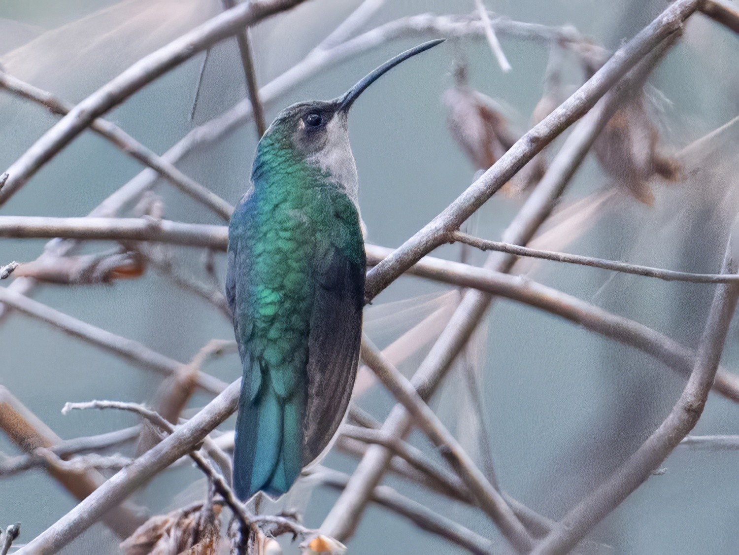 Santa Marta Sabrewing - eBird