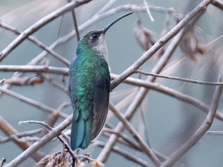 Colibrí de Santa Marta - eBird