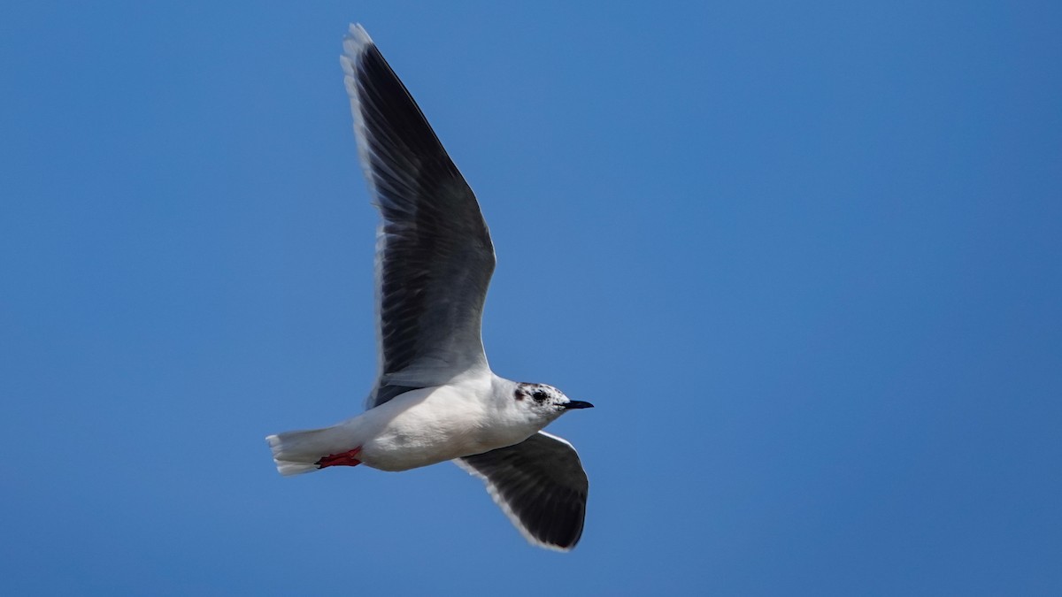 eBird Portugal Checklist - 4 Apr 2024 - Salinas do Samouco (acesso ...