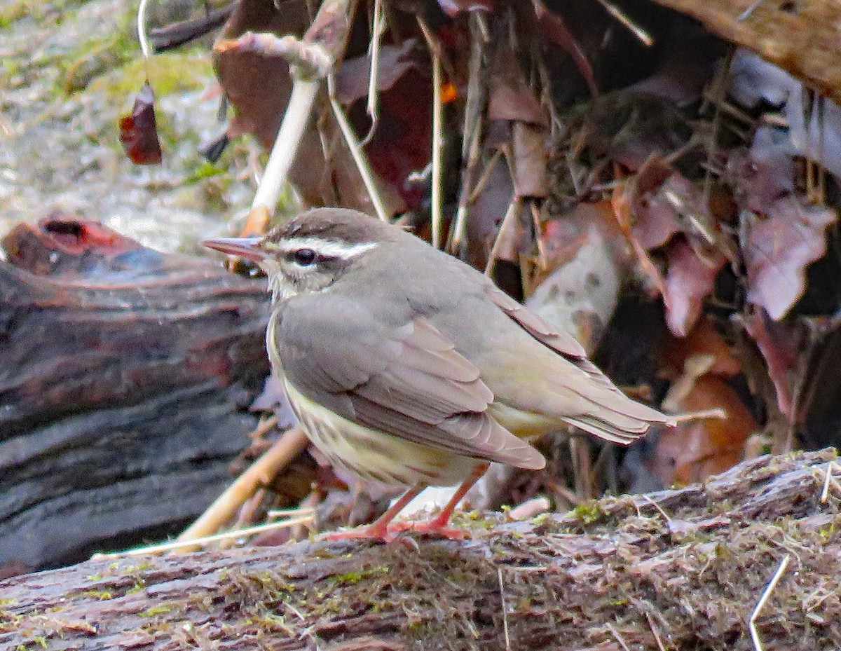 eBird Checklist - 4 Apr 2024 - Patapsco Valley SP--Henryton - 29 species
