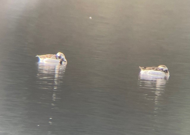 Pennsylvania Bird Atlas Checklist - 4 Apr 2024 - Beltzville SP--Day Use Area - 26 species (+1 ...