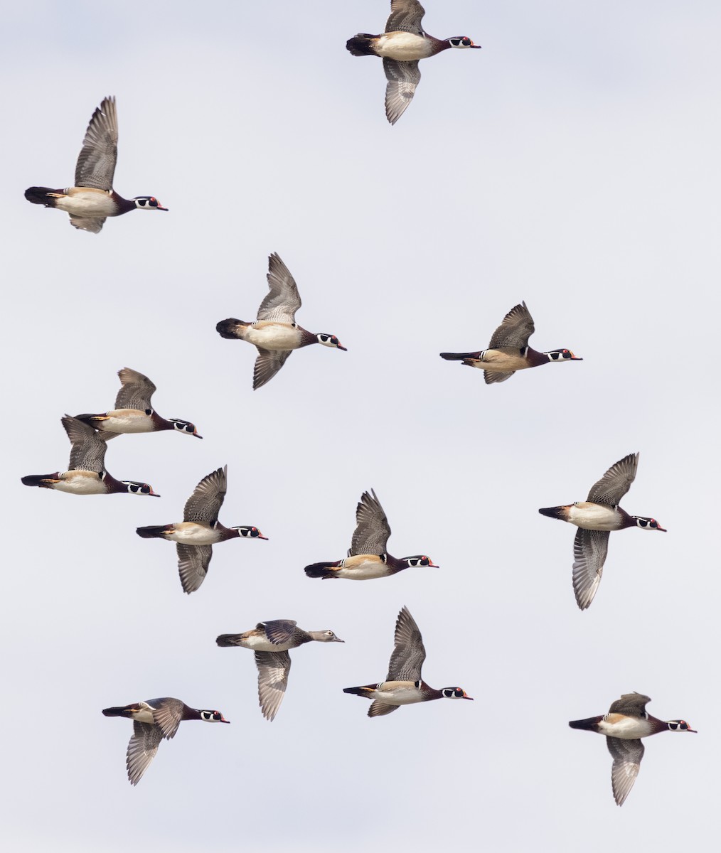 eBird Checklist - 4 Apr 2024 - Hughes Hollow - McKee Beshers WMA - 32 ...