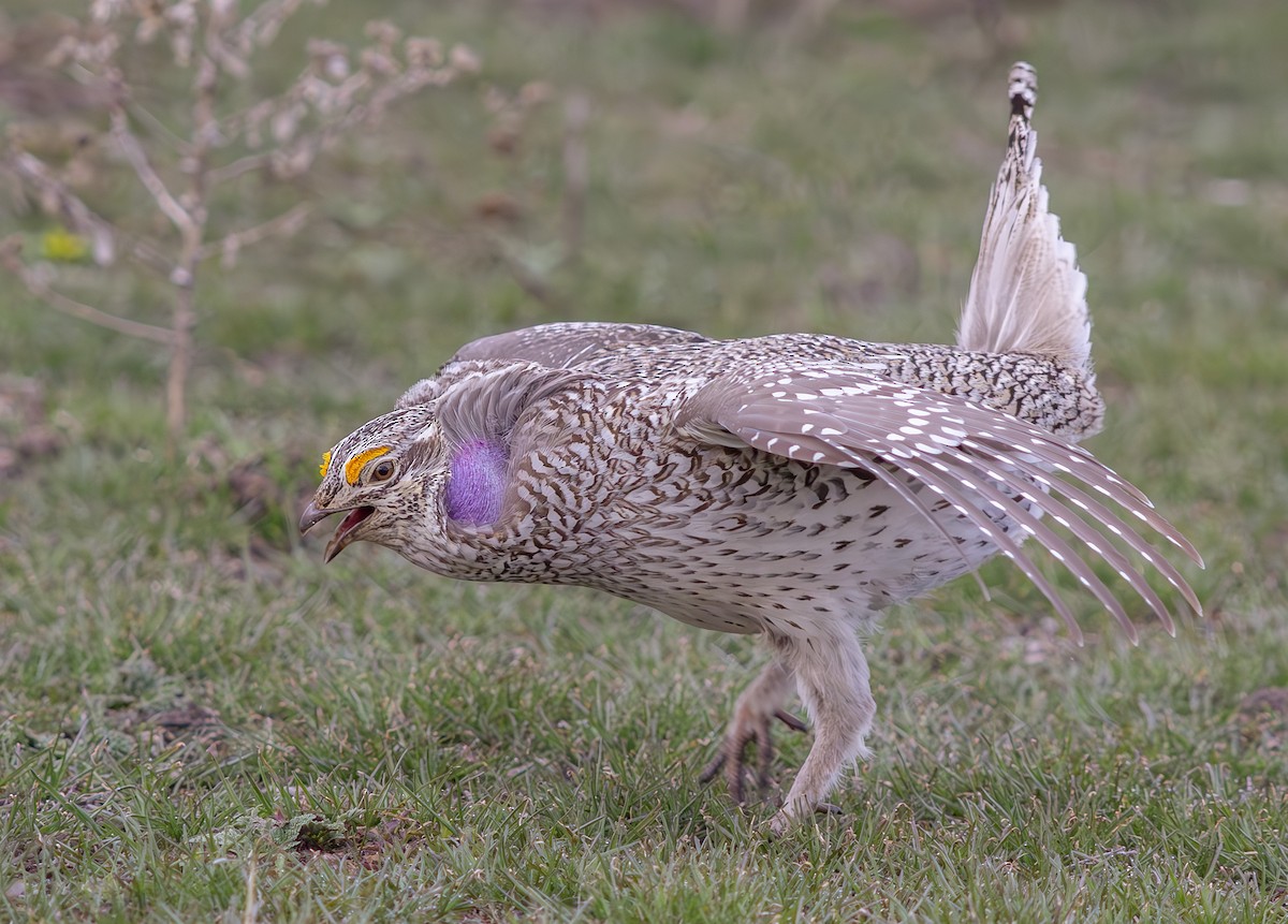 eBird Checklist - 4 Apr 2024 - North Canyon Road, Portage, Utah, US (41 ...