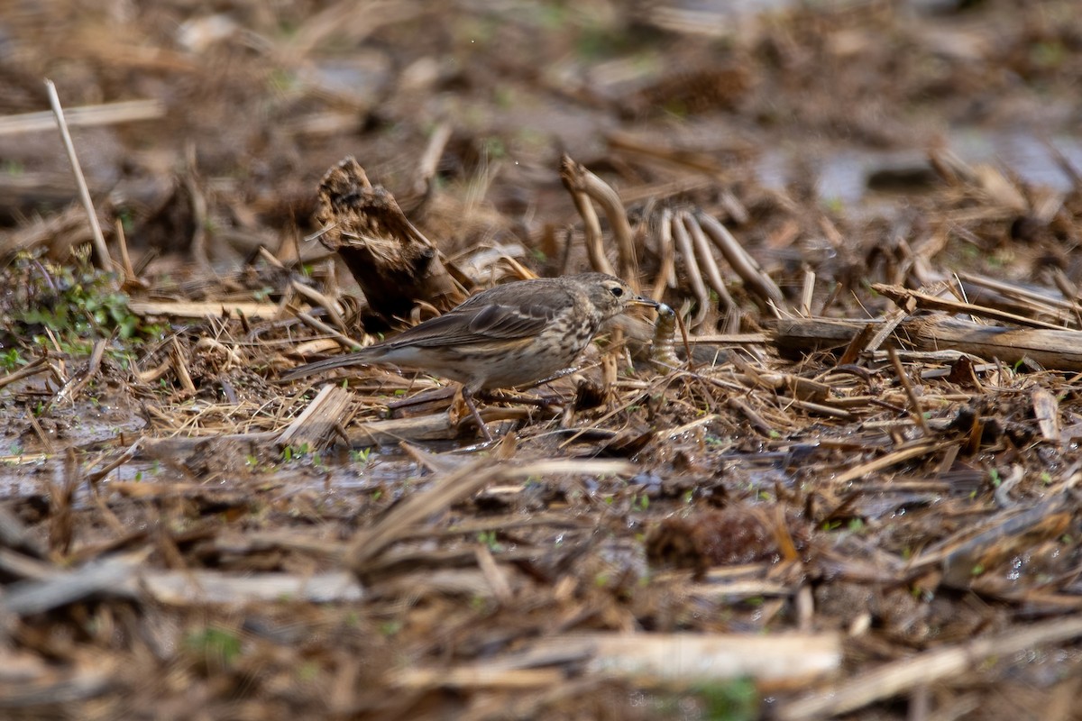 Pennsylvania Bird Atlas Checklist - 4 Apr 2024 - 16 Ferebees Road, Pine Grove, Pennsylvania, US ...