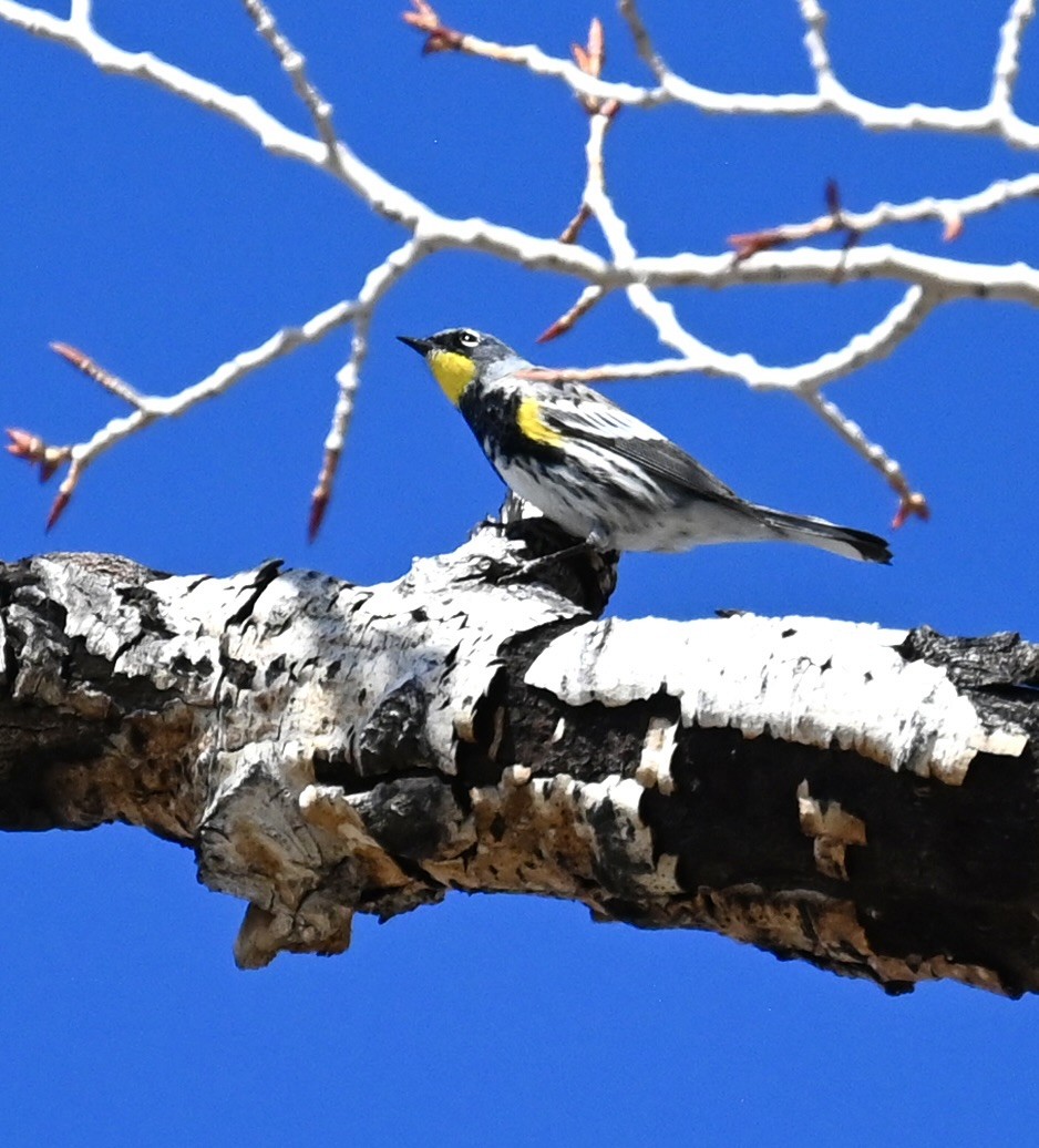 eBird Checklist - 3 Apr 2024 - Dotsero Landing - 5 species