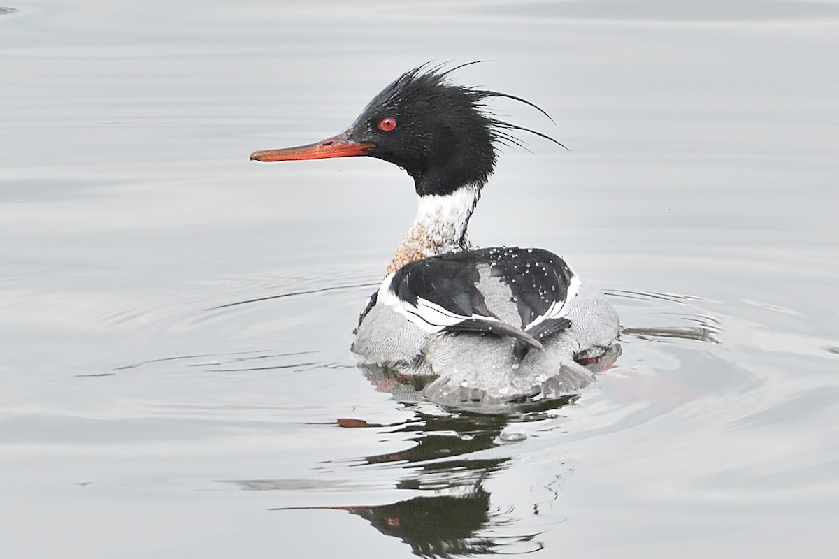 Pennsylvania Bird Atlas Checklist - 4 Apr 2024 - Marsh Creek SP--Dorlan Mill Access (Dam Area ...