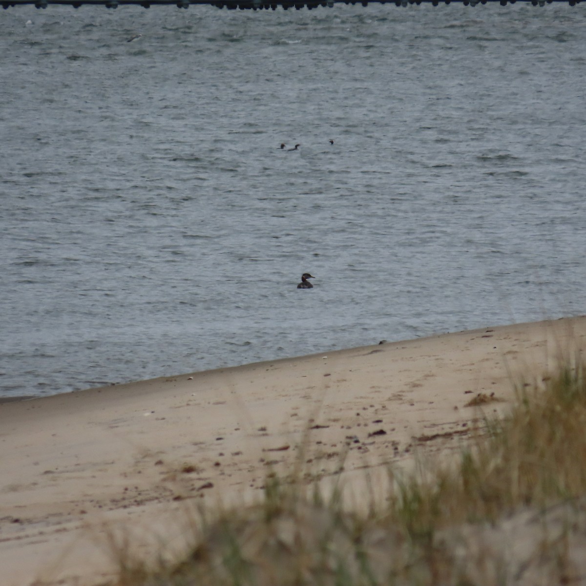 eBird Checklist - 4 Apr 2024 - Floyd Bennett Field--Fisherman's Beach ...