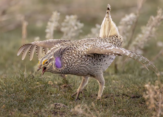 Sharp Tailed Grouse Female Sharptail Grouse (Tympanuchus Phasianellus
