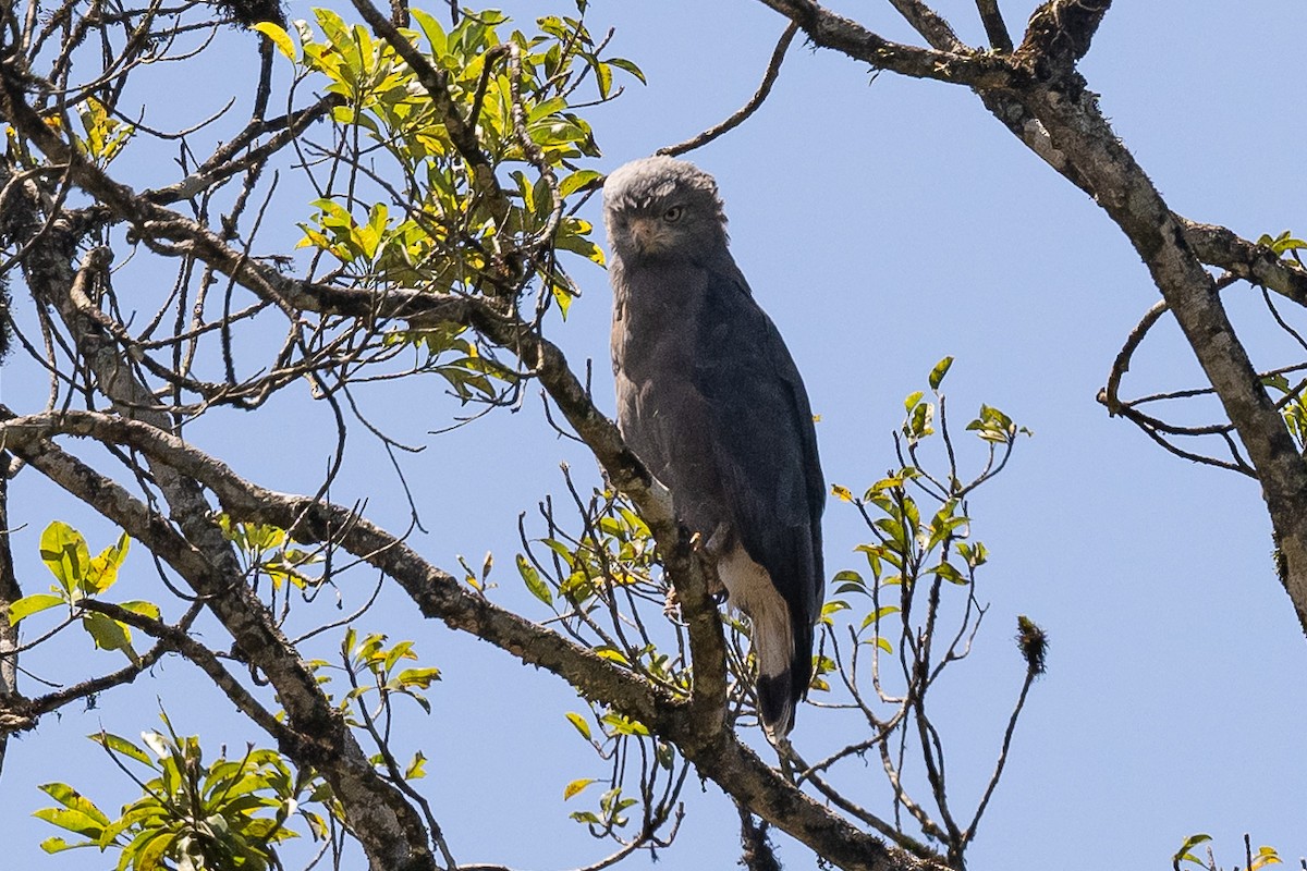 eBird Checklist - 16 Mar 2024 - Kakamega Forest National Reserve ...