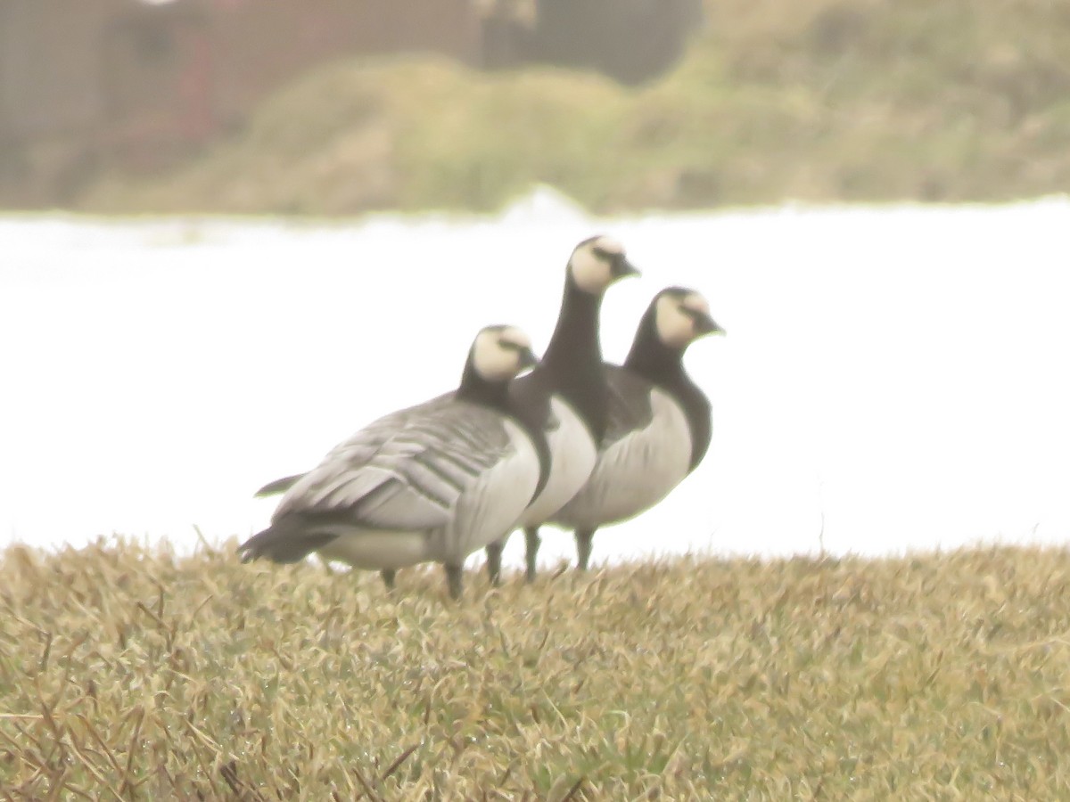 eBird Checklist - 4 Apr 2024 - Goulds--Cochrane Pond Rd.--fields - 6 ...