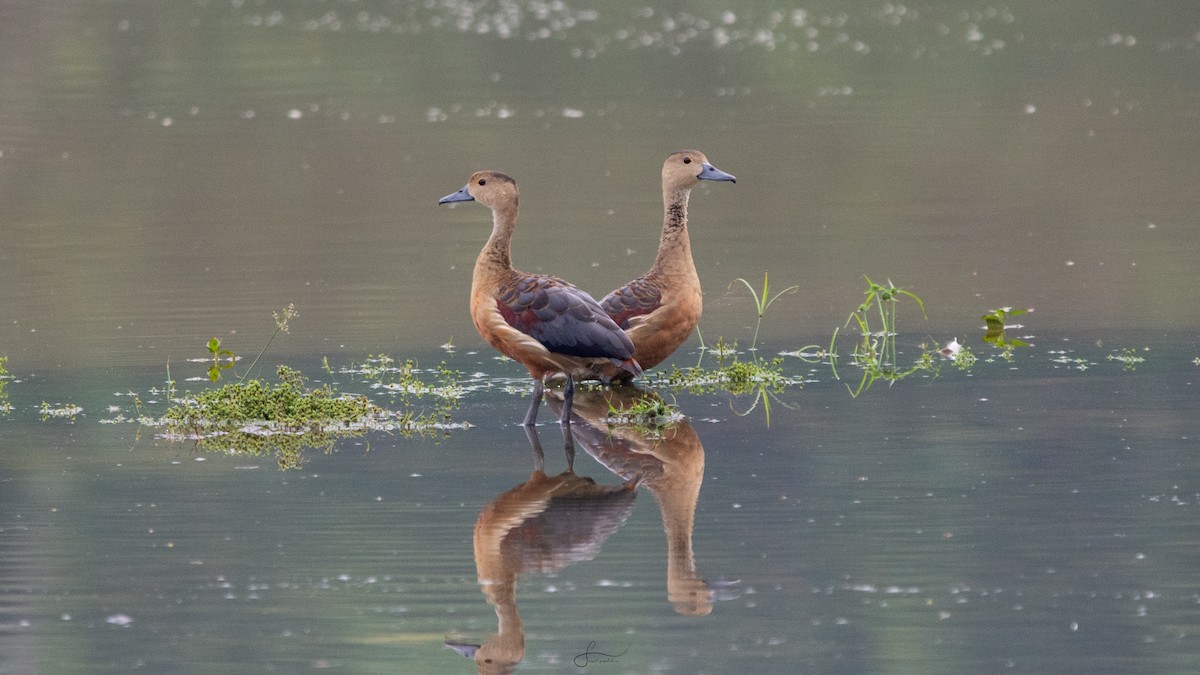 eBird Checklist - 30 Apr 2019 - Pavumba Bridge_Bund Road (പാവുമ്പാ പാലം ...