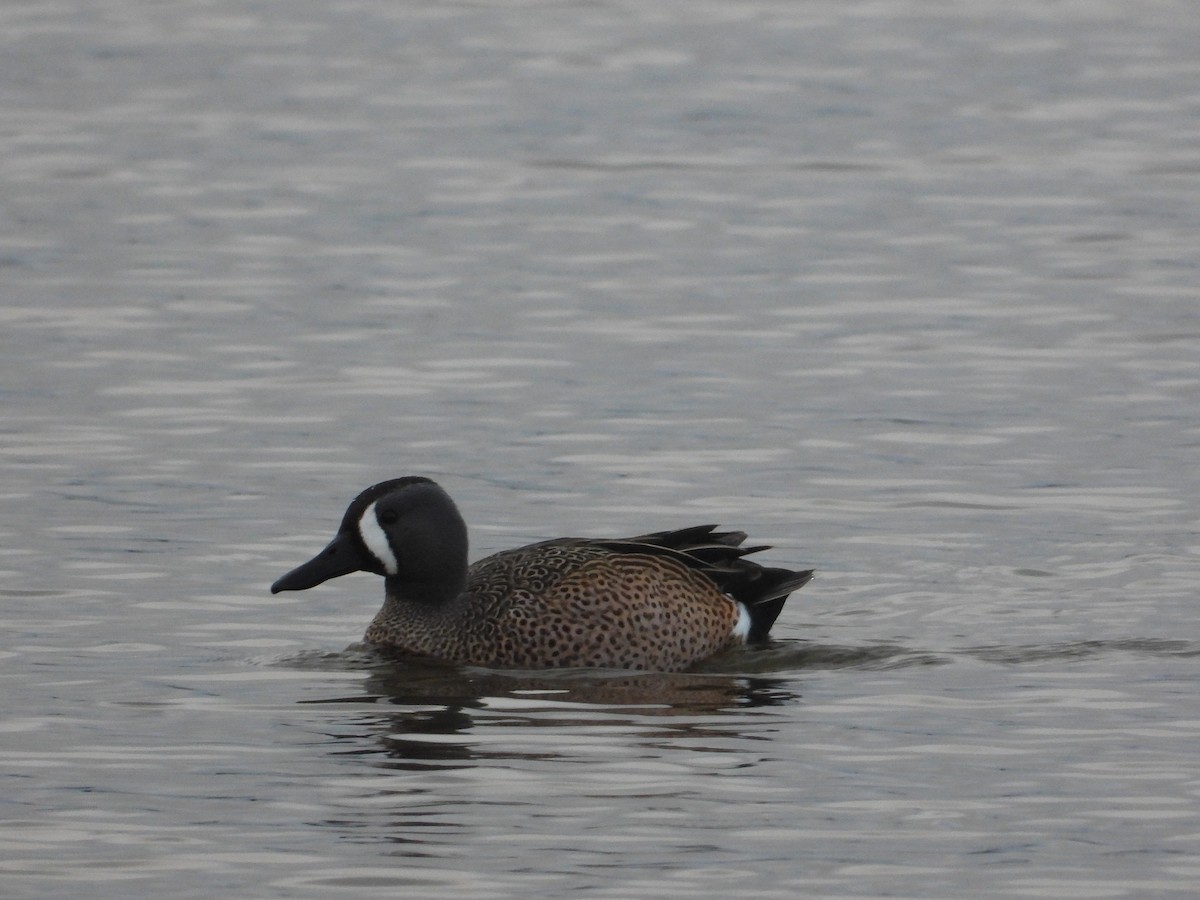 eBird Checklist - 4 Apr 2024 - Spruce Run Recreation Area - 41 species ...