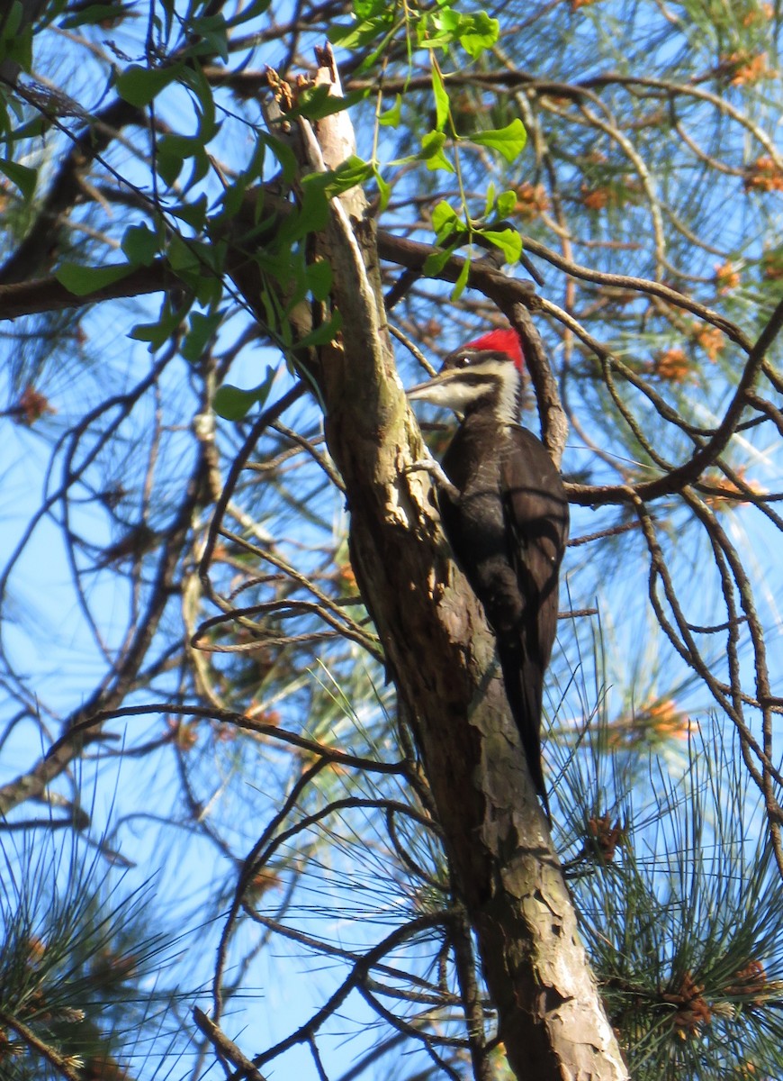 North Carolina Bird Atlas Checklist - 4 Apr 2024 - Mazarick Park - 20 ...