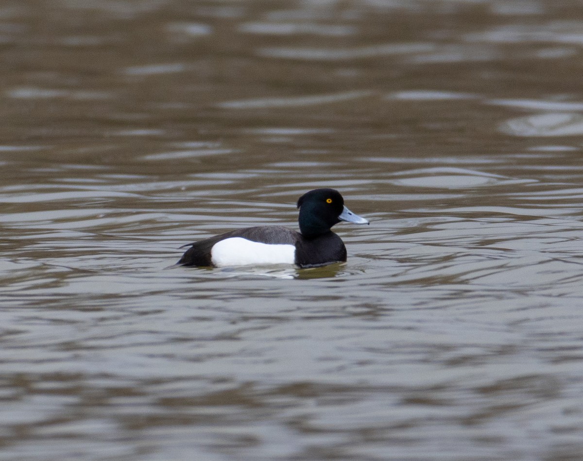 Pennsylvania Bird Atlas Checklist - 4 Apr 2024 - Sheppard-Myers Reservoir - 7 species (+1 other ...