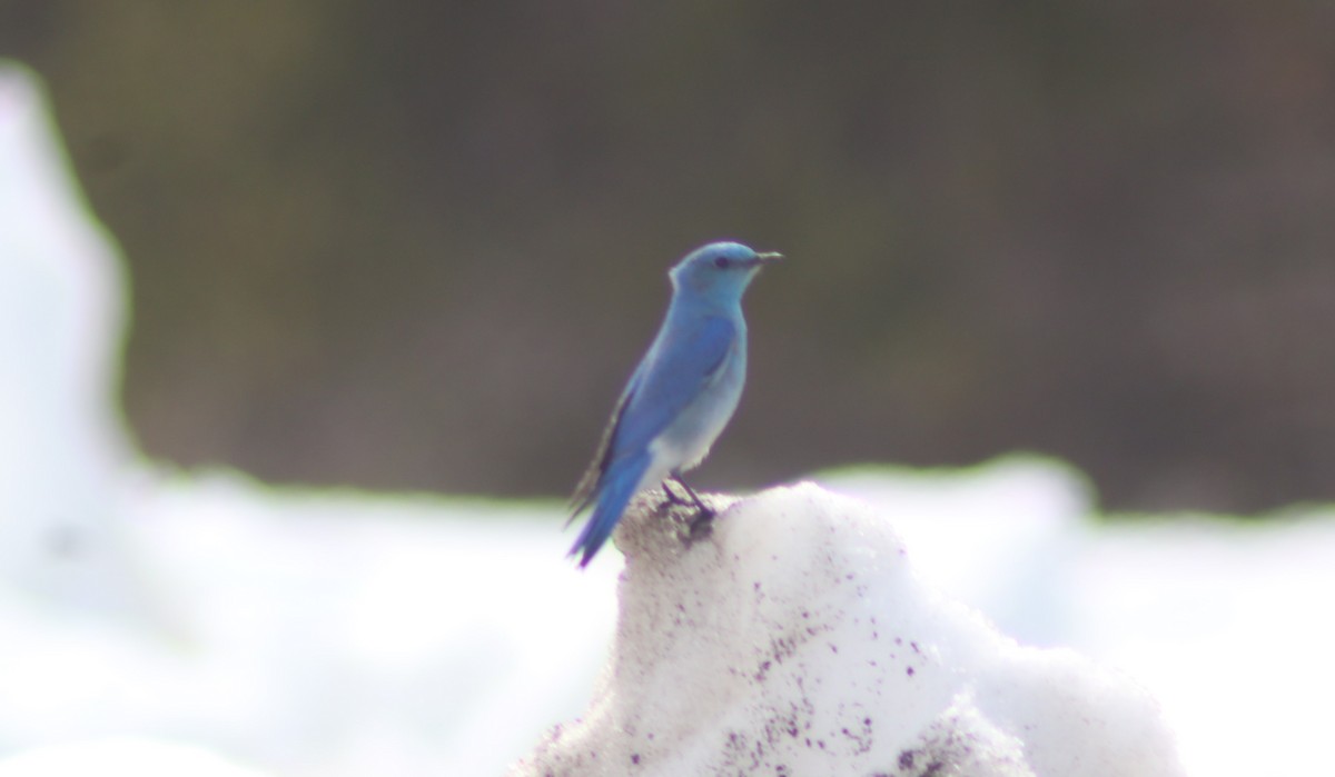 eBird Checklist - 4 Apr 2024 - US 20 -- Henry's Fork Caldera - 2 species