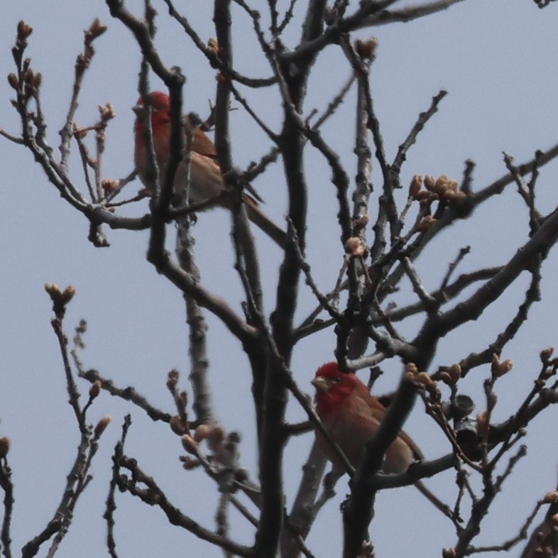 eBird Checklist - 4 Apr 2024 - The Guzzler - 9 species
