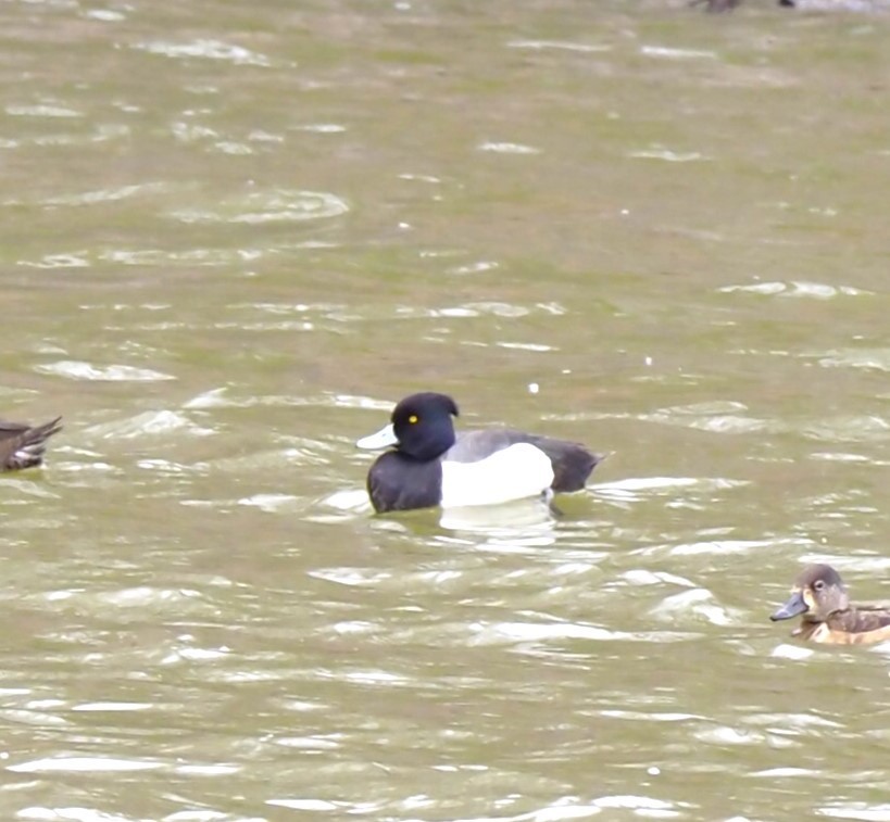 Pennsylvania Bird Atlas Checklist - 4 Apr 2024 - Sheppard-Myers Reservoir - 15 species (+1 other ...