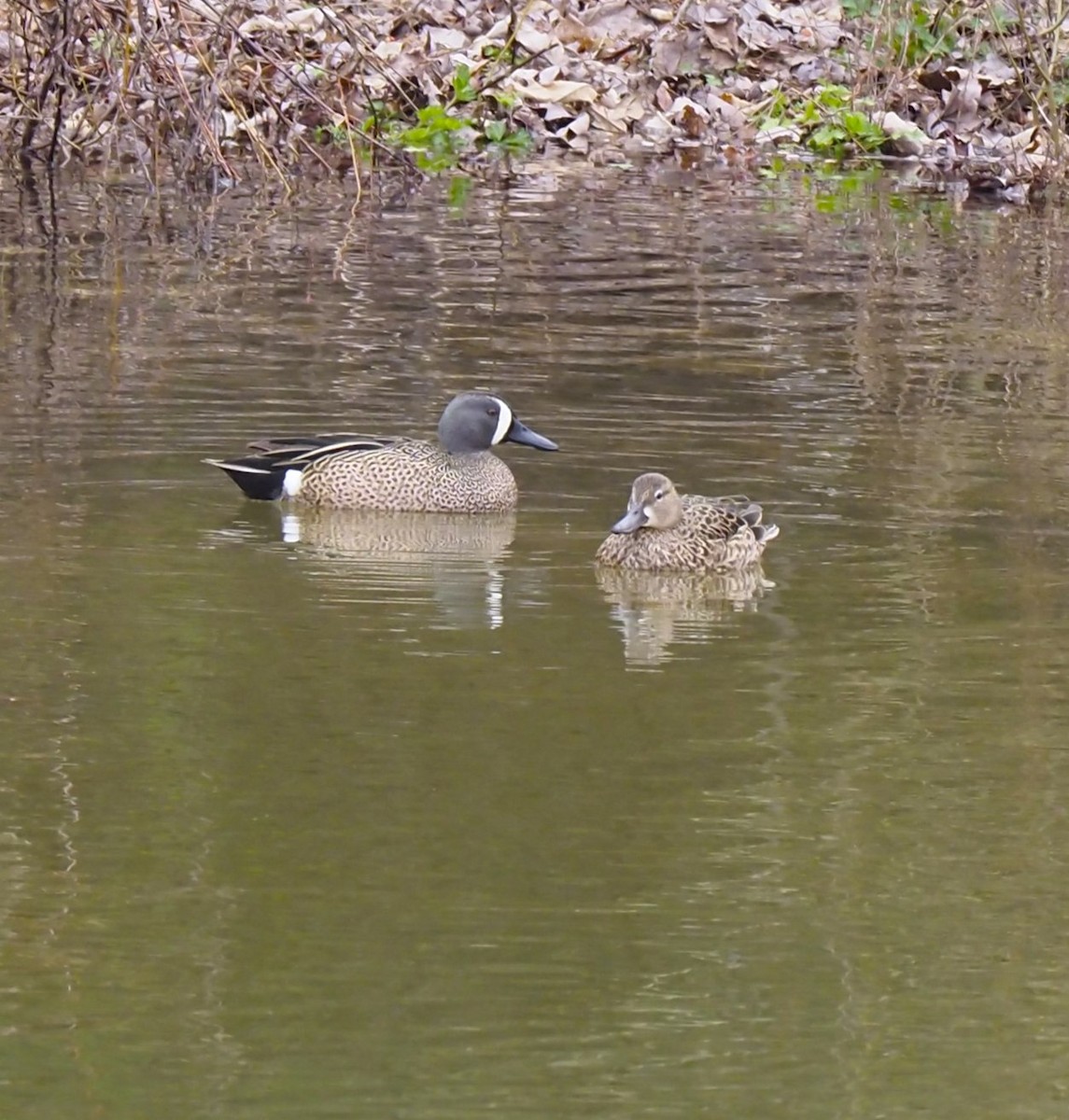 Pennsylvania Bird Atlas Checklist - 4 Apr 2024 - Codorus SP--Hoff Rd. Launch/Smith Point Area ...