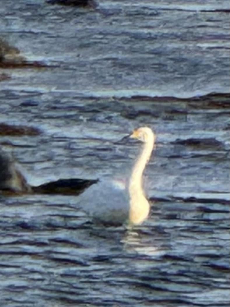 eBird Checklist - 3 Apr 2024 - Lab--St. Lewis - 1 species