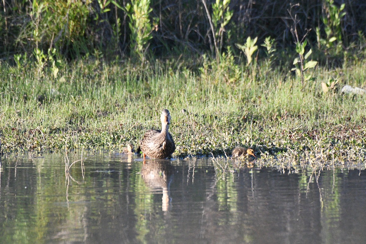 eBird Checklist - 4 Apr 2024 - Willow Waterhole Greenspace - 21 species